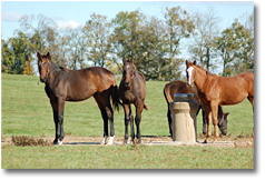 Admin Horse Farm Management Software - Horse Farm Software
